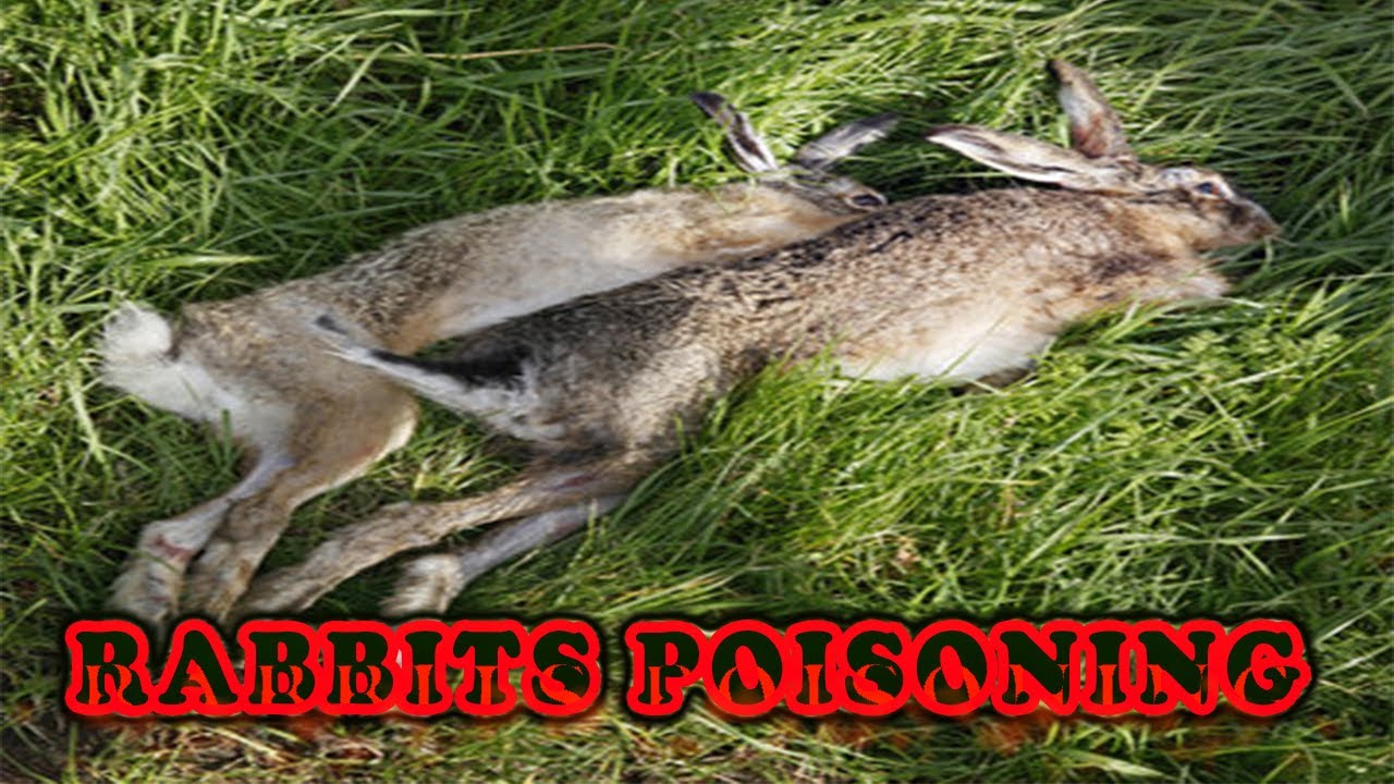 Rabbit Poisoning Awareness What’s Poisonous to Rabbits - YouTube