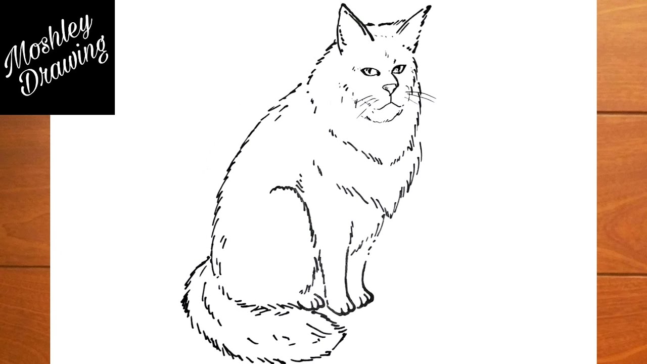 How to Draw a Maine Coon - Norwegian Forest Cat - YouTube