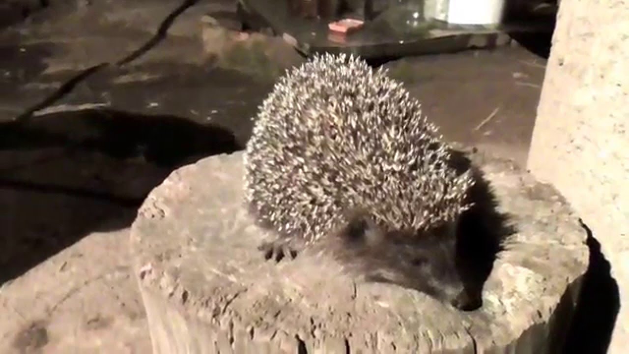 Hedgehog in the night! - YouTube