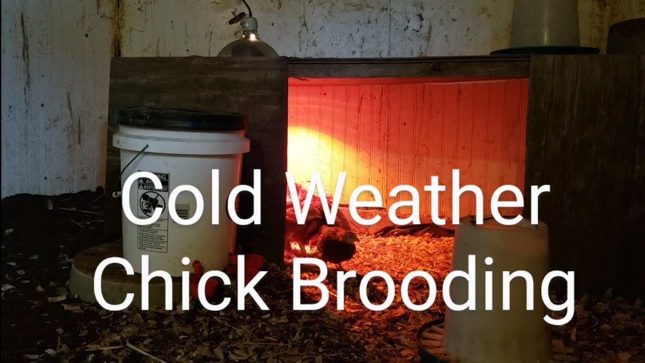 Hatchery Chicks - Cold Weather Brooding - Dual Purpose Traits - YouTube