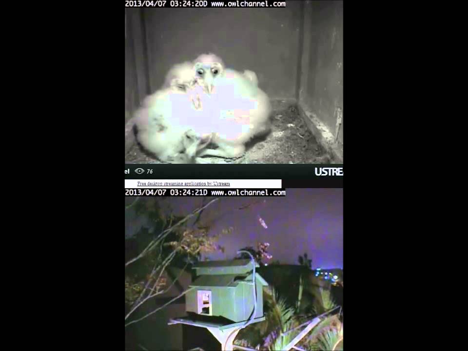 April 7 2013 3:23AM Gopher Delivery - Treat #9 - YouTube