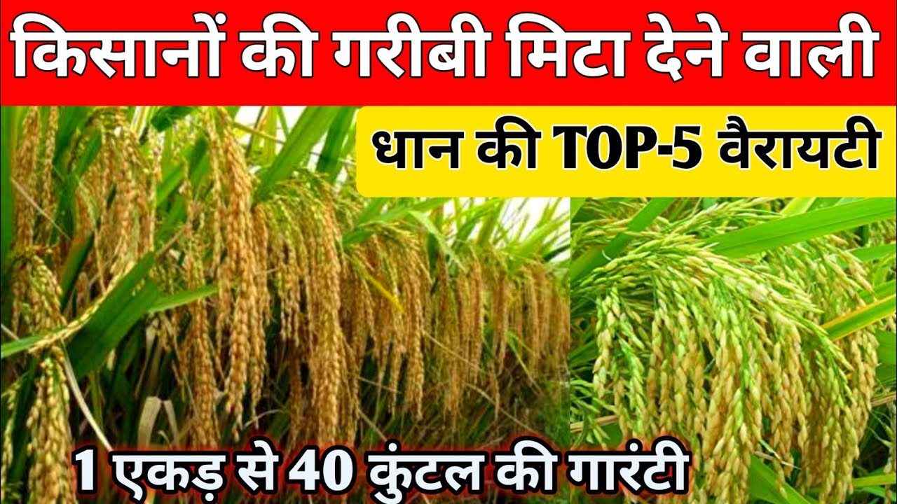 धान की टॉप 5 सबसे अच्छी वैरायटी। dhan ki sabse acchi variety | Dhaan ki ...