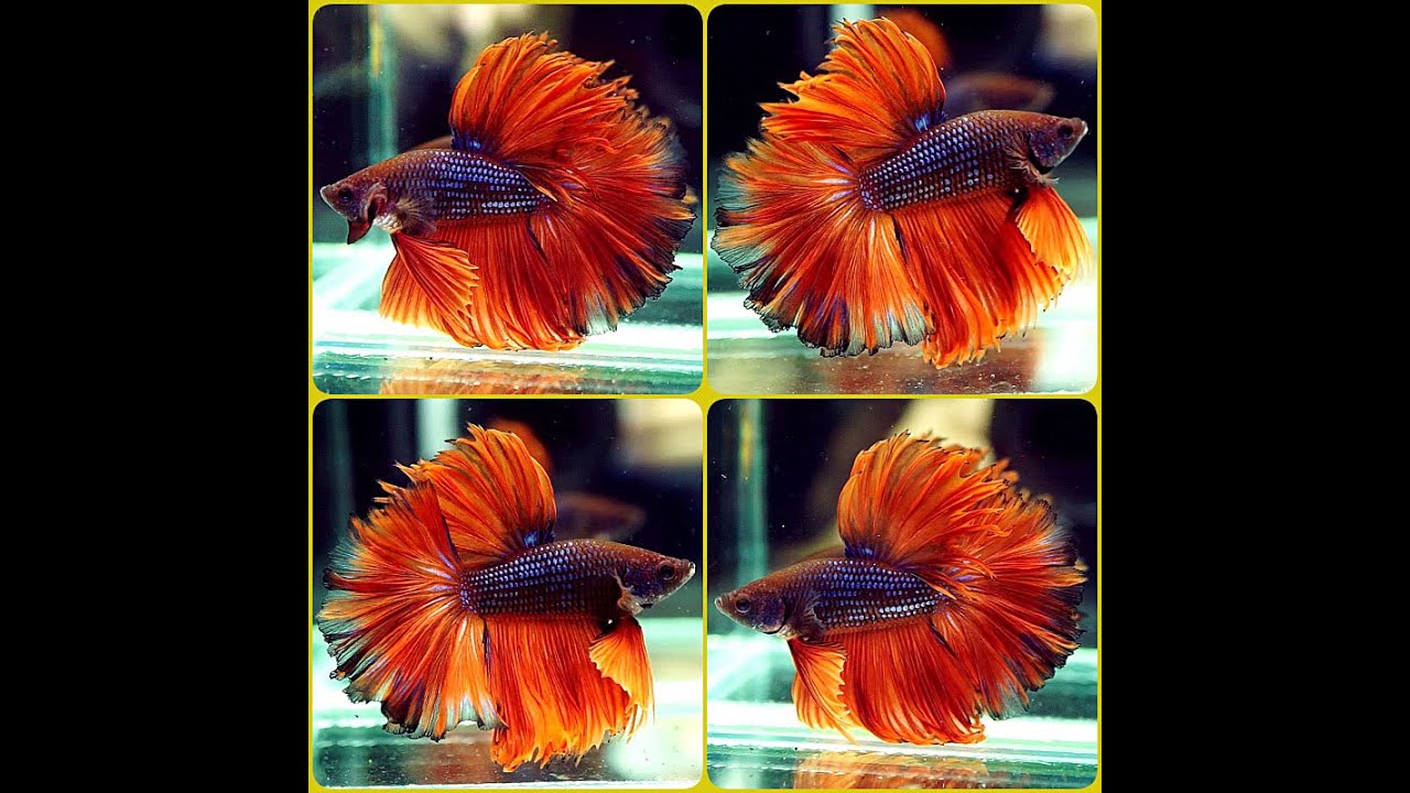 A544 PURPLE ORANGE DEVIL Rosetail HM Male Betta Fish - YouTube