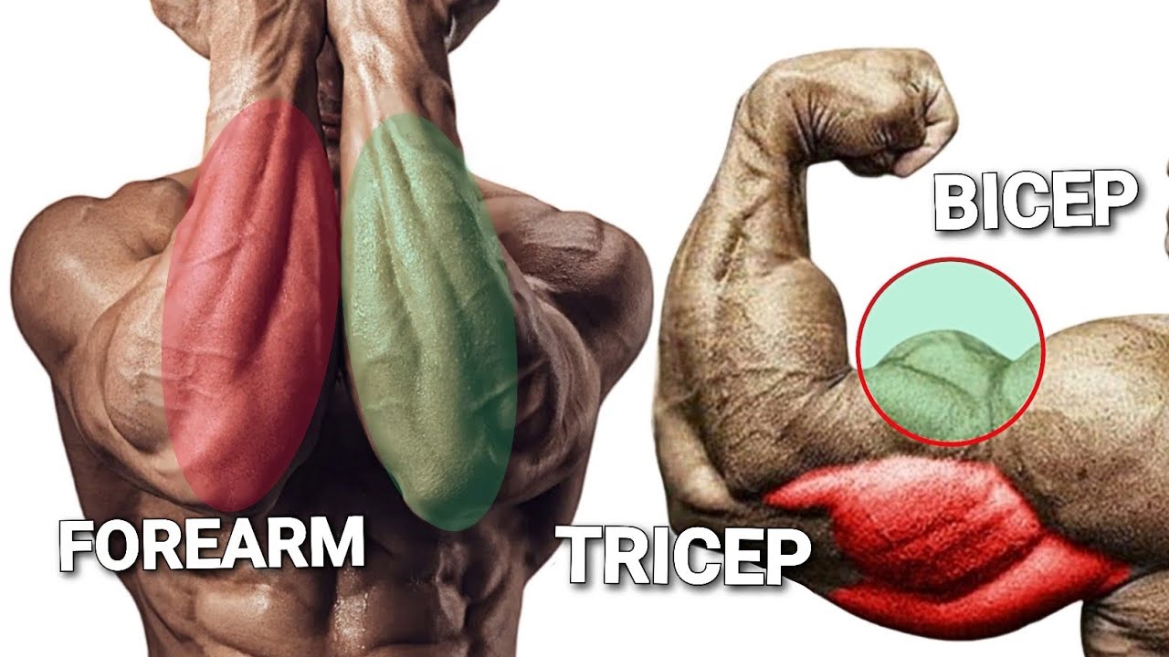 Top Best Forearm, Bicep and Tricep Exercises To Big Hand Muscle | Big ...