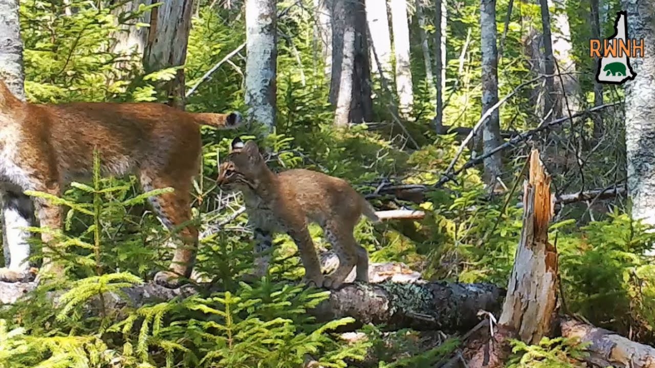 Baby Bobcats (Part 1) - White Mountains, New Hampshire - YouTube