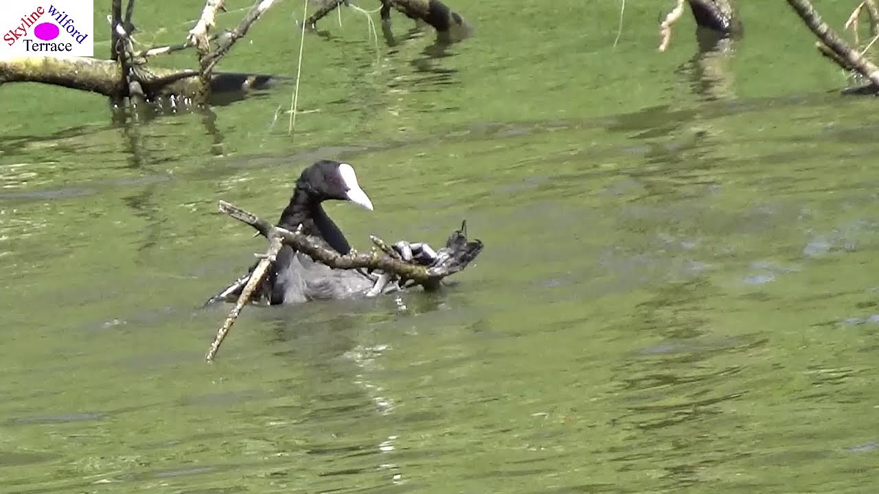 While struggling, the fishing line tangled bird tied up to a tree ...
