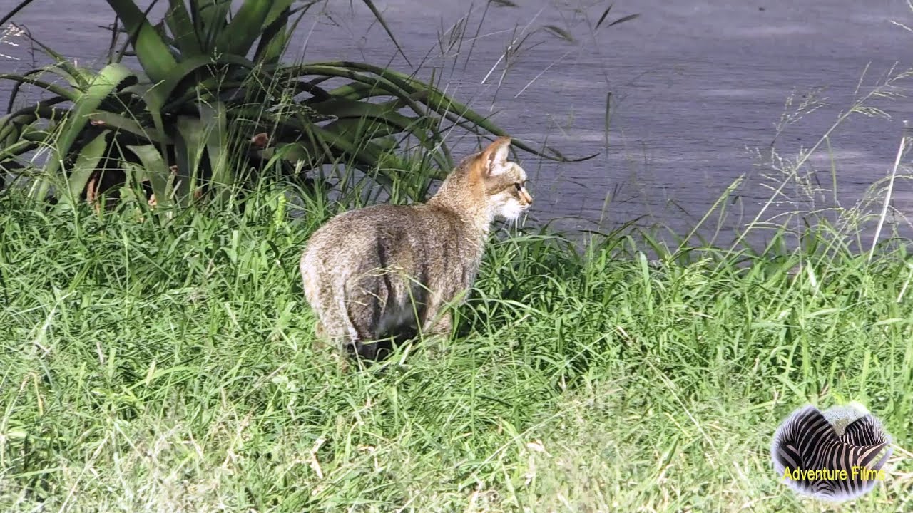 Rare Southern African Wildcat Hunting In Rest-camp Kruger National Park ...