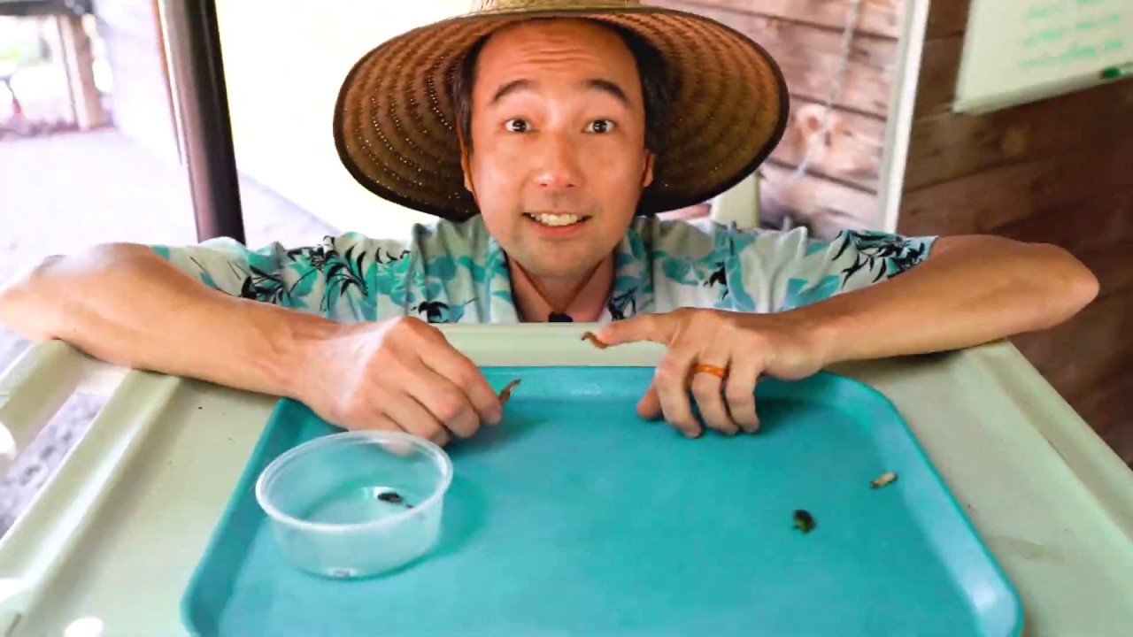 BUG DETECTIVE - YouTube