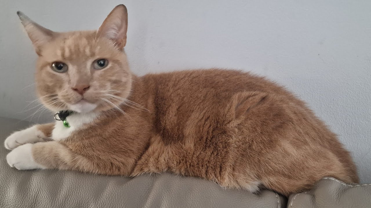 "Cute Cat Meows Back When I Stroke Him" - YouTube