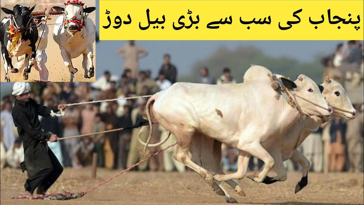 Jalsa Bail Dor 10 ll Bull Race Amazing Video ll Bail ll Bull ll Punjab ...