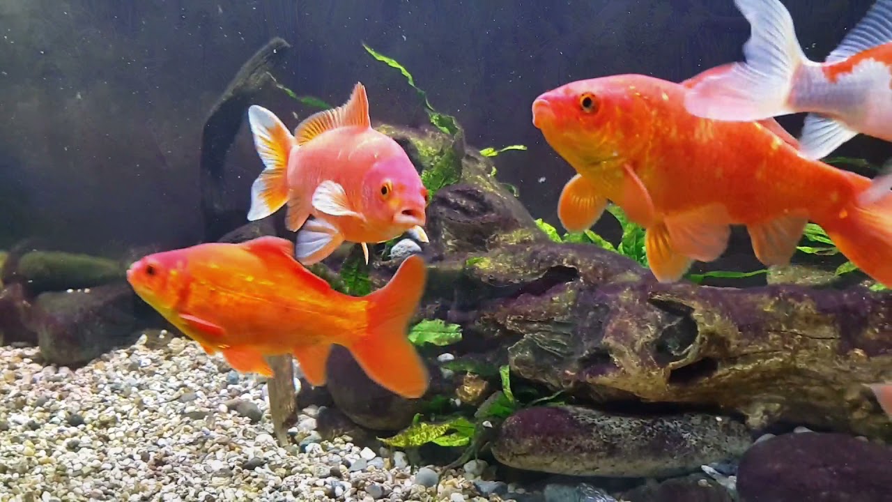 Pesci Rossi (Carassius Auratus) - YouTube