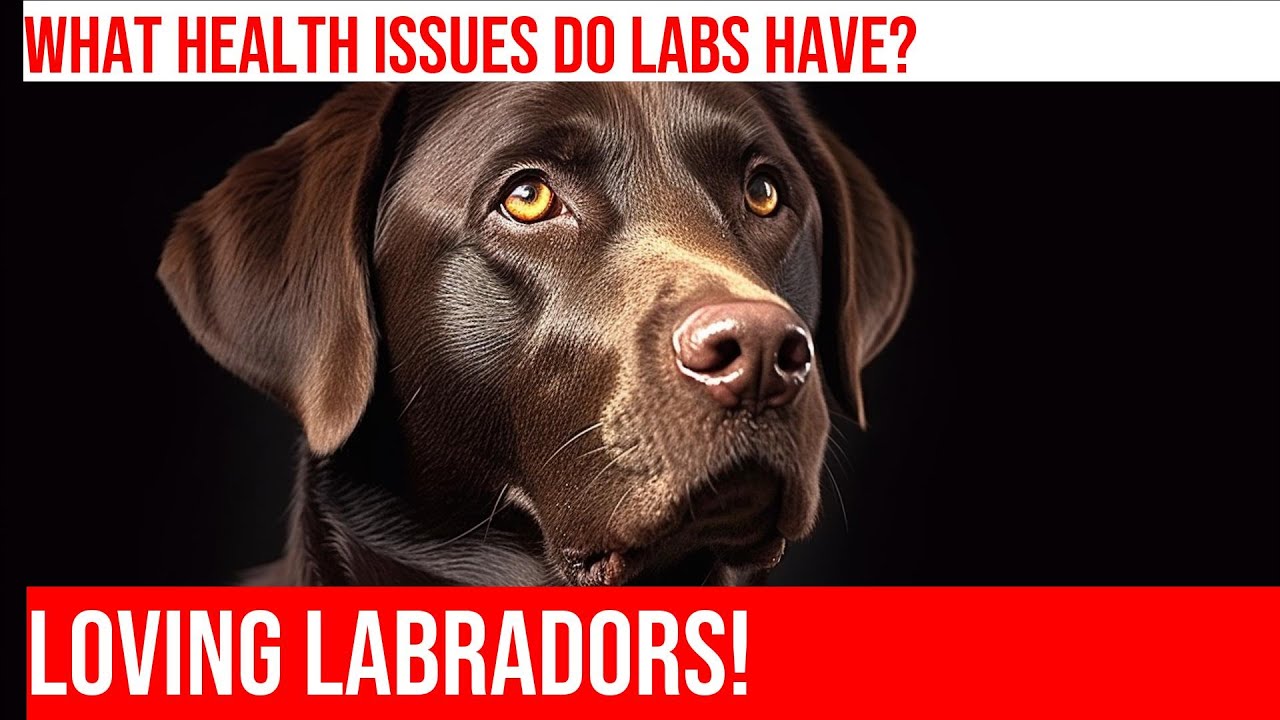 Labrador Retriever Ear Health: What You Need to Know - YouTube