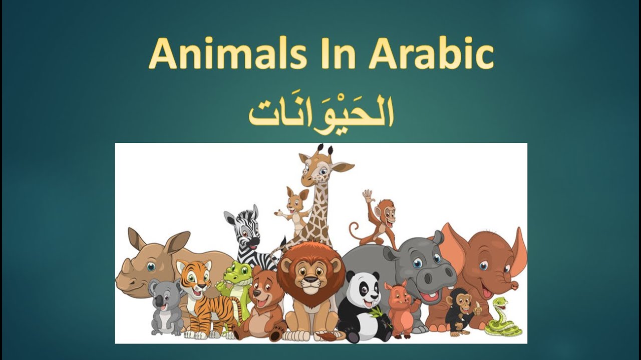 animals in Arabic الحيوانات باللغة العربية - YouTube