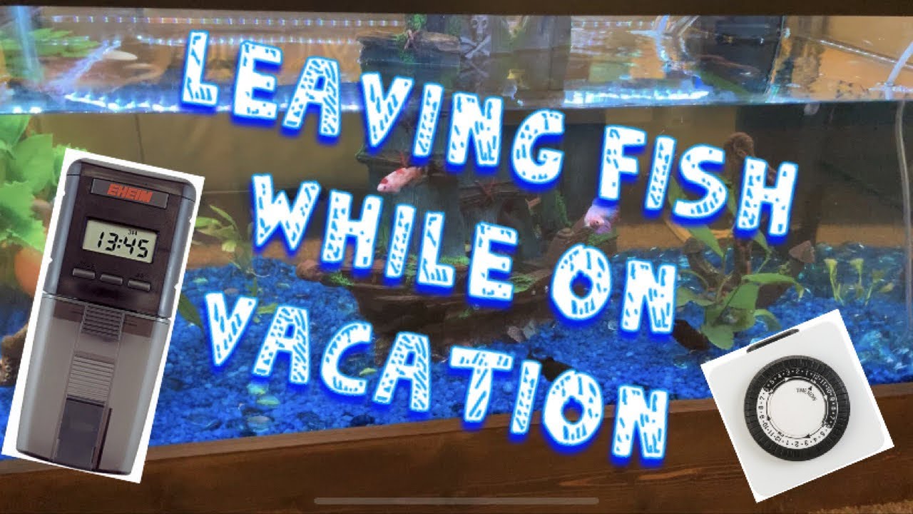 How To Leave Your Fish Home Alone While On Vacation | Also Introducing ...