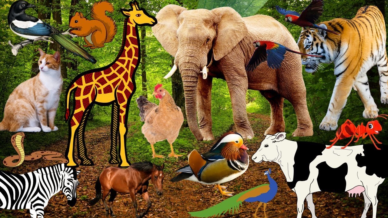 Wild and Farm Animals Sounds and Videos Elephant, Lion, Tiger, Rhino ...