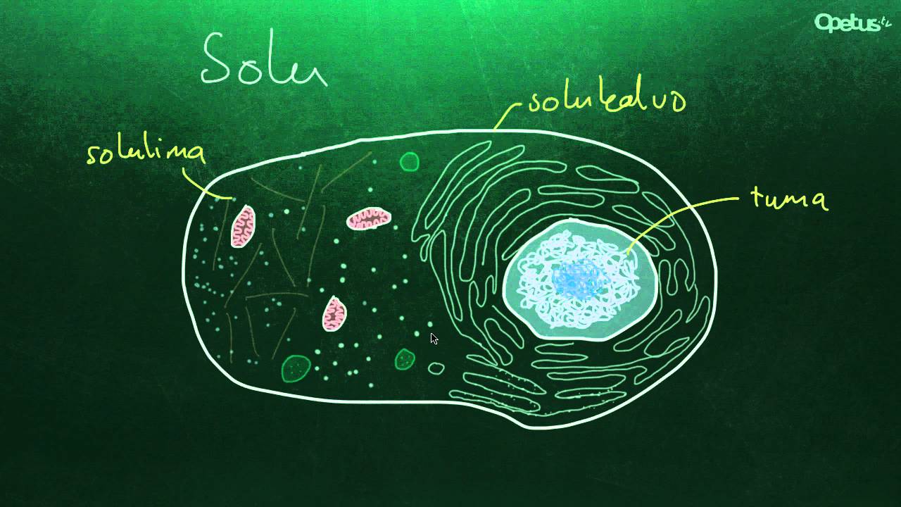 Ihminen ja solu - YouTube