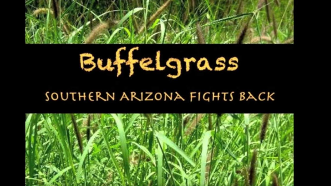 Buffelgrass: Southern Arizona Fights Back - YouTube