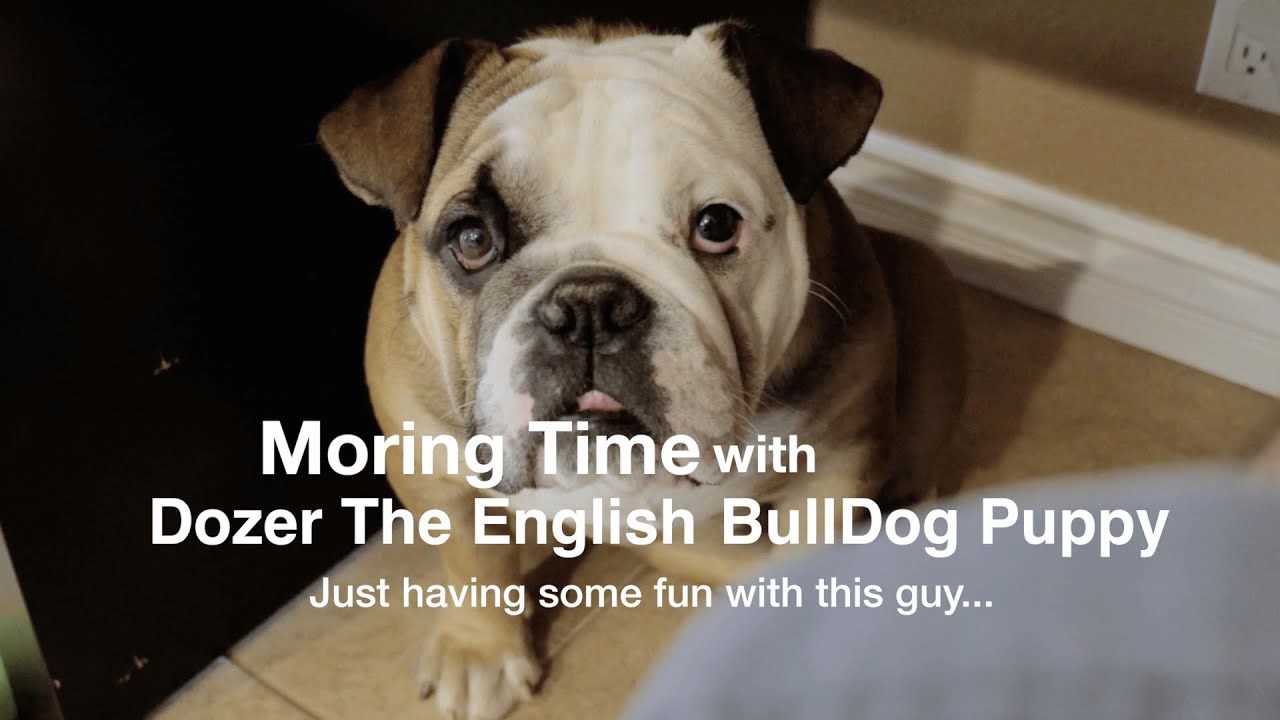 Morning With Dozer The English Bull Dog - YouTube