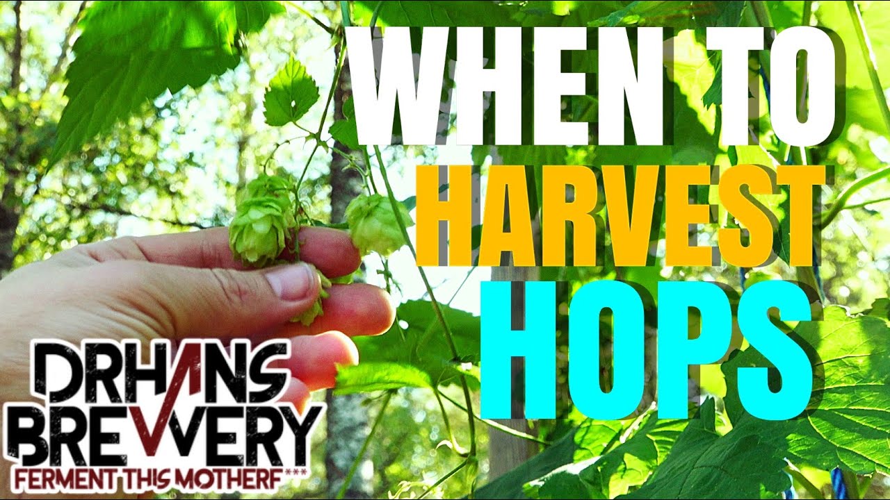 When To Harvest Hops - Growing hops 101 - part 5 - YouTube