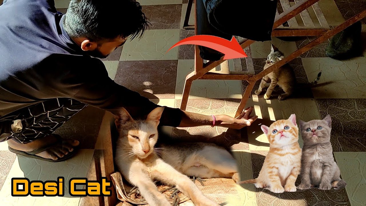 पालतू देसी बिल्लू || Baby Cats - Cute and Funny Cat Videos | real cat ...