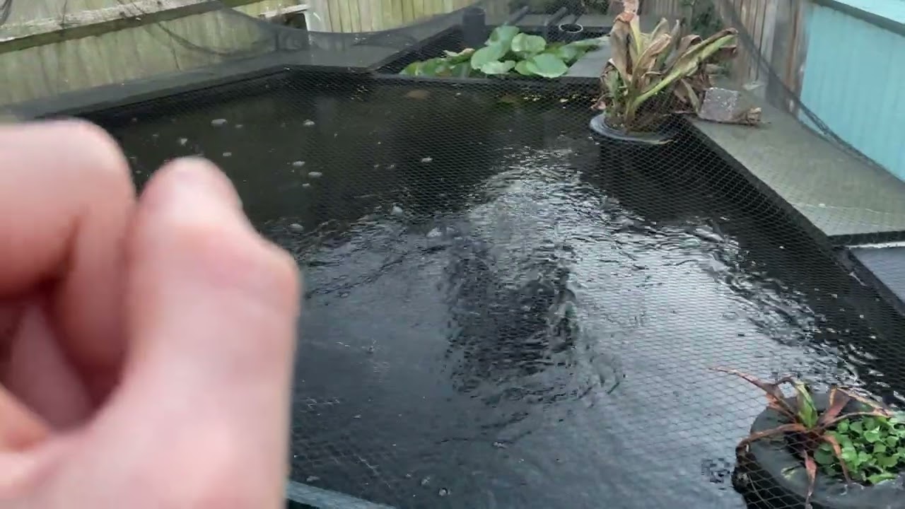 Galvanized Water Trough Pond Fish Collapsible Fish Pond And Irrigation