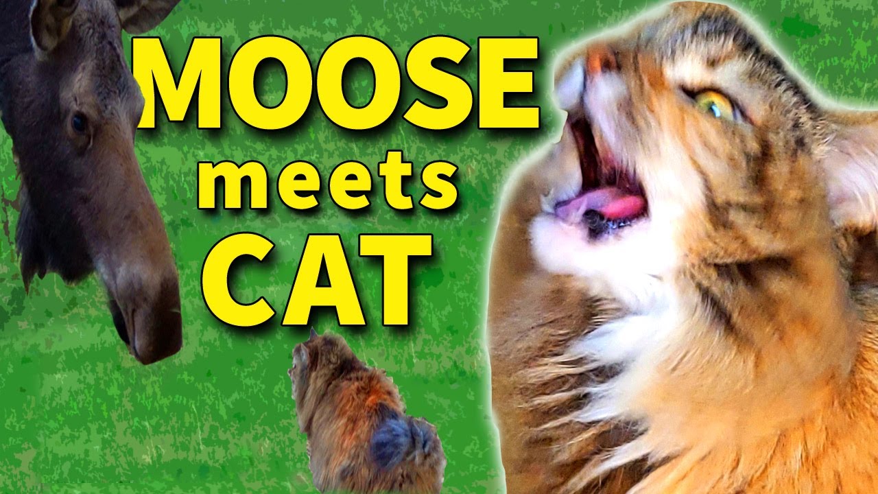 Curious Cat and Moose's Surprising Encounter - YouTube