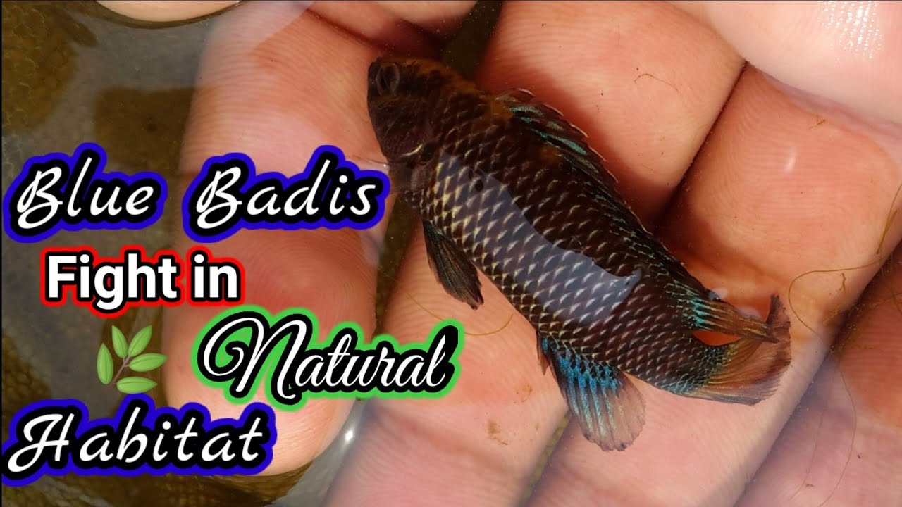 Blue Badis territorial fight in natural habitat | Aqua adventure ...
