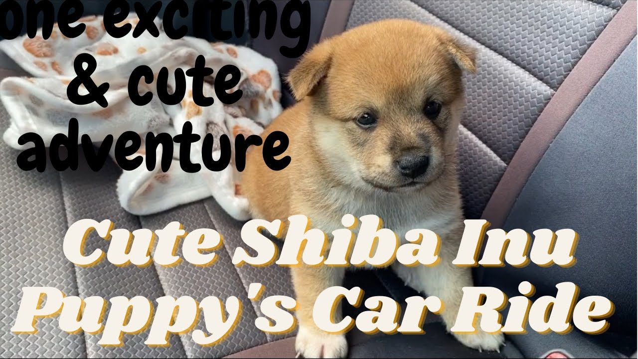 Cute Shiba Inu Puppy’s Car Ride - YouTube