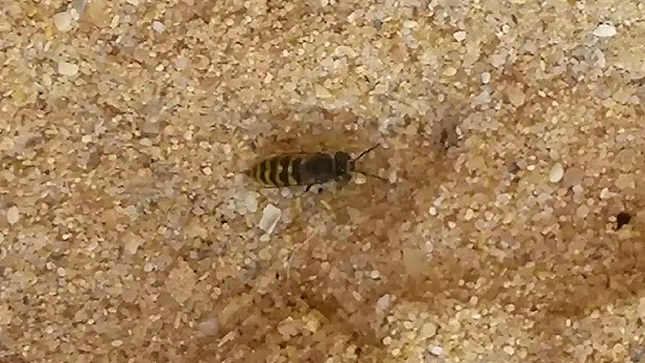 Sand Digger Wasp in Portugal: The Real Life Beedog, Bembix Rostrata ...