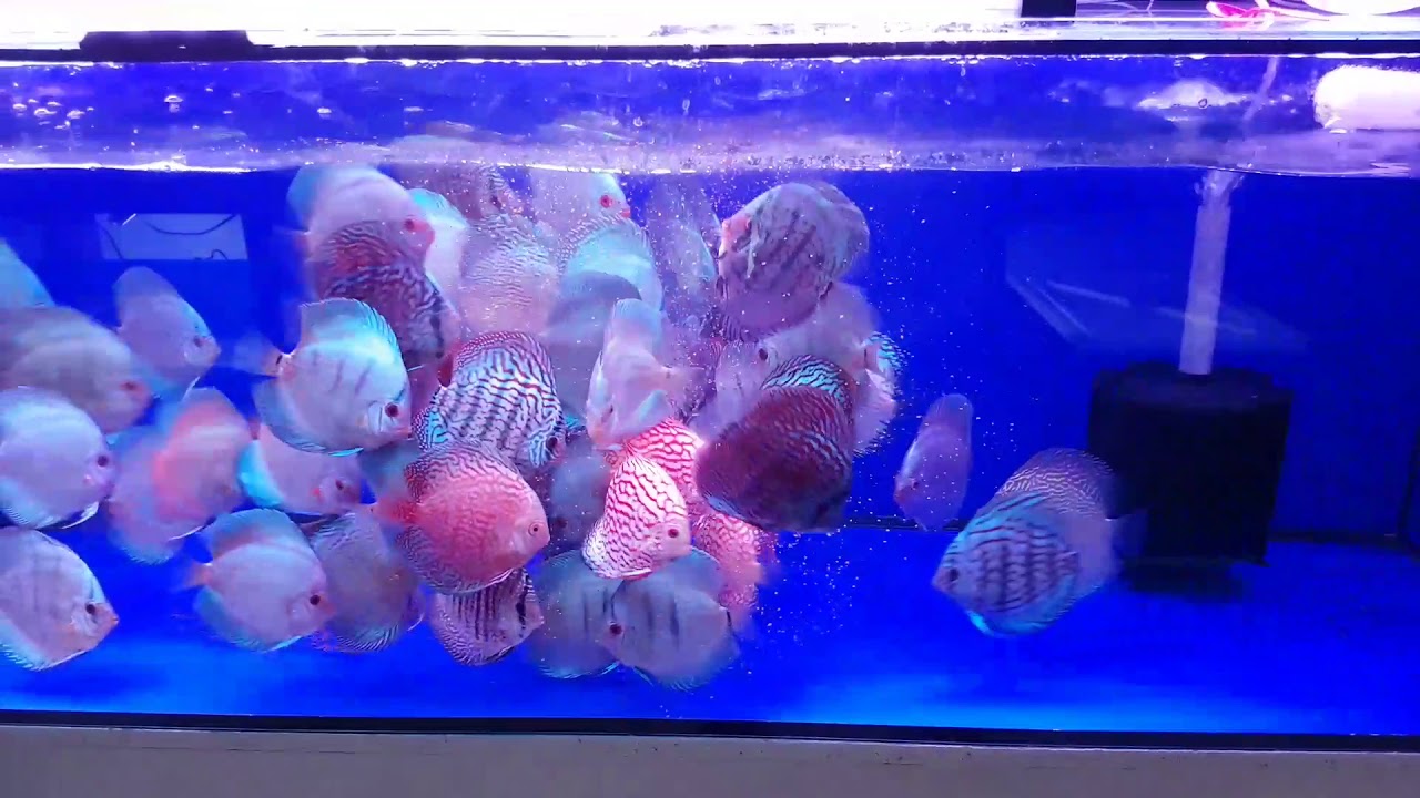 Discus 14 cm - The Royal Discus Milano - YouTube