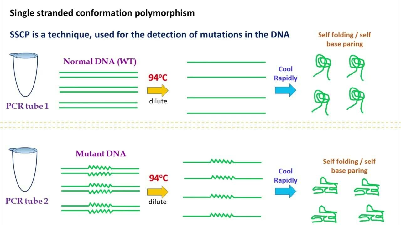 Single-strand conformational polymorphism (SSCP) - YouTube