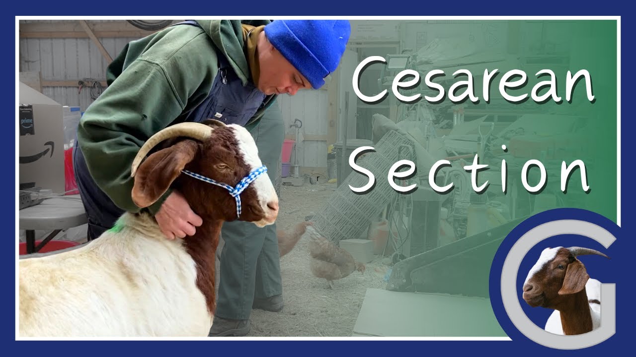 C Section Surgery on a Boer Goat | Dystocia, Cesarean Section, Meat Goat Farming - YouTube