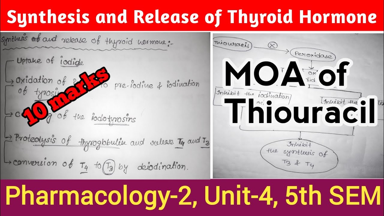 Thyroid hormone synthesis and release | mechanism of action of ...