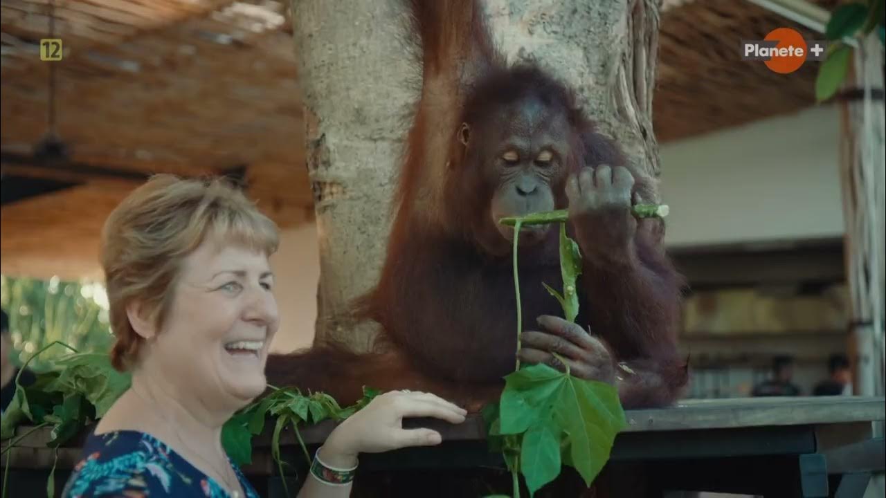 Człowiek okiem orangutana - film dokumentalny lektor pl - YouTube