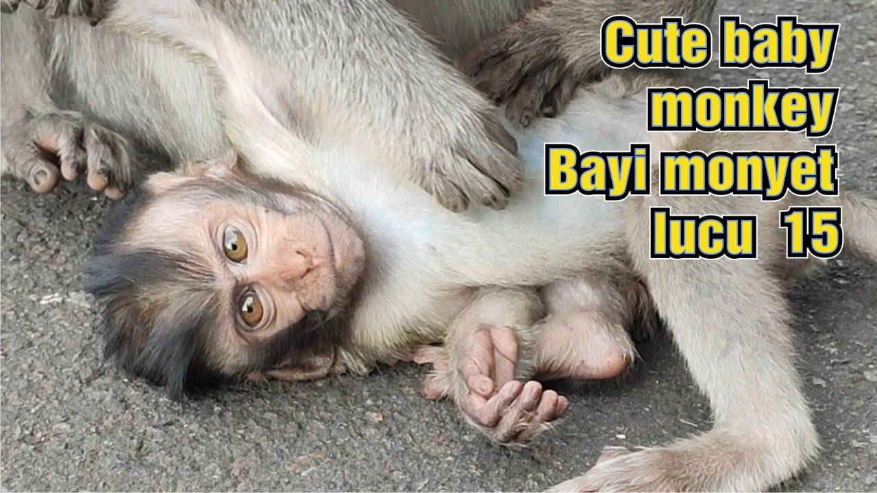 Bayi monyet lucu-Cute baby monkey [15] #TuabangMonkey - YouTube