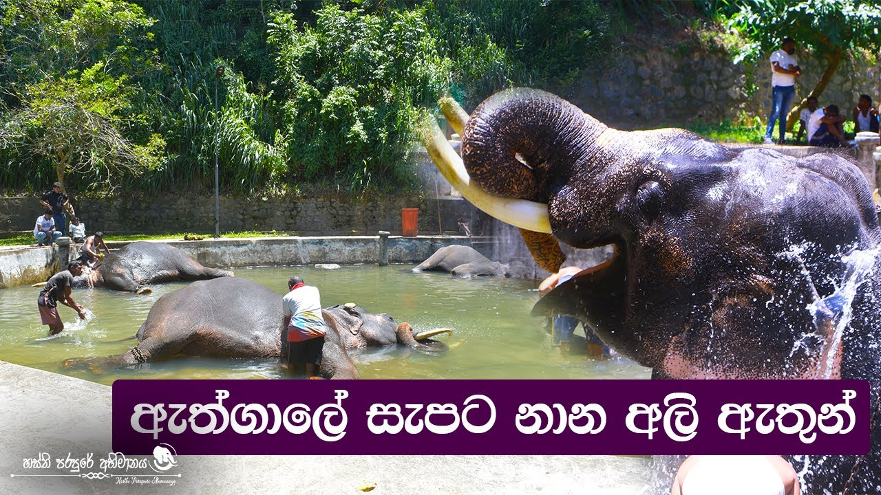 Sri Dalada Maligawa Ath Panthiya|Indi Raja Sinha Raja ශ්‍රී දළදා ...