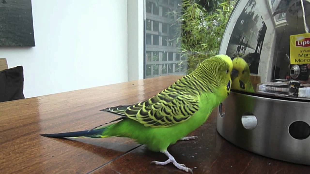 Zazoe is rocking it.mov - YouTube