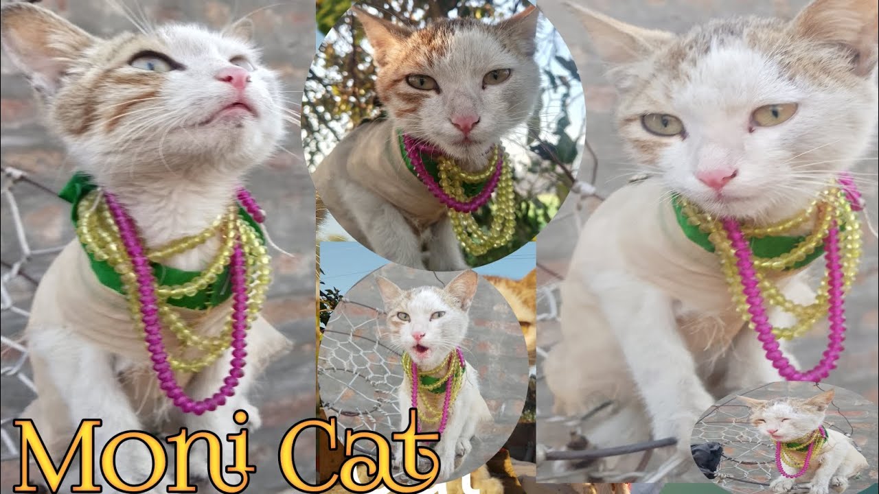 Moni Cat is mine #cuteanimal #Catkitten#cutecat #cute - YouTube