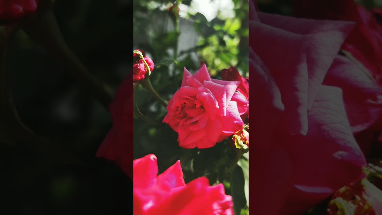 🌹 Rose post and music 🌷🌹 - YouTube