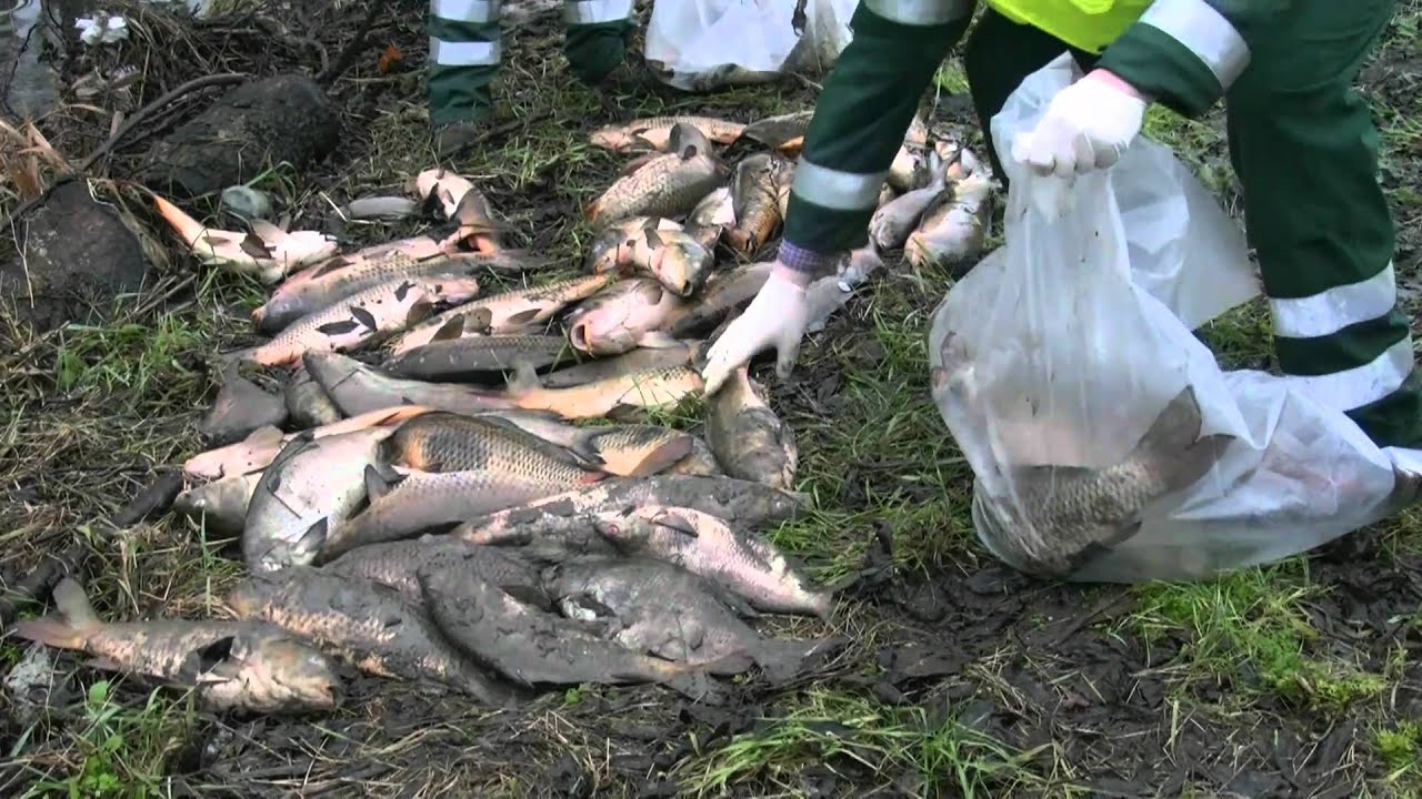 Tientallen dode vissen uit water gevist - YouTube