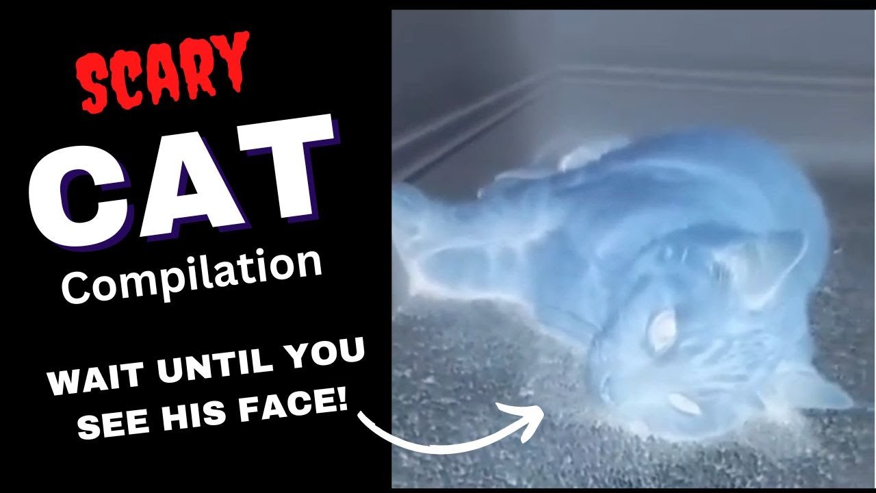 SCARY CAT compilation 🙀 Watch With the Lights On 🎃🐈🐈‍⬛️👻 #cats # ...