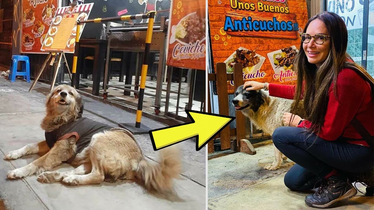 Restaurant Owner Feeds Every Homeless Dog That Visits - YouTube