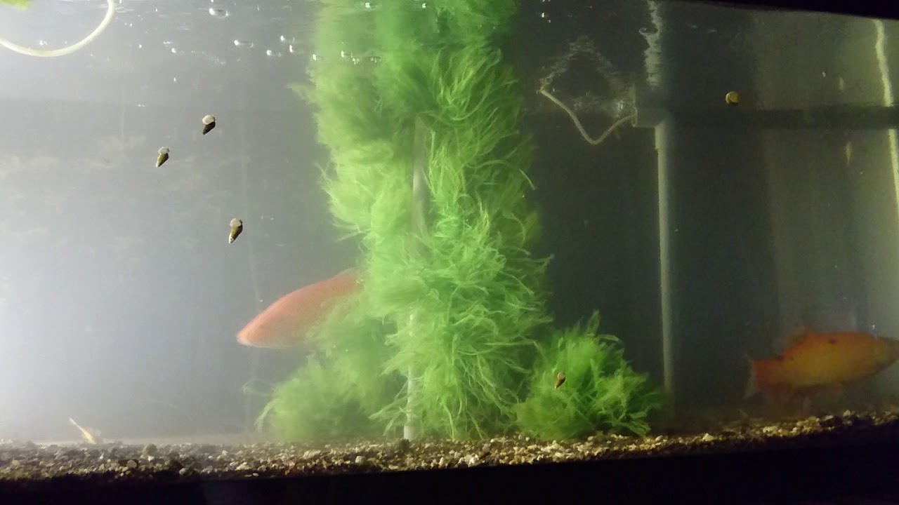 Golden Tench (Tinca tinca)産卵の瞬間 - YouTube