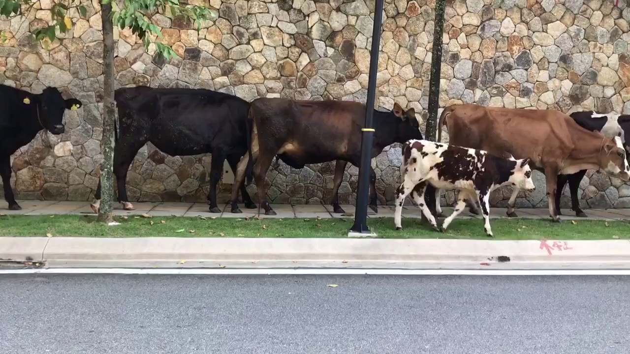 Cow in BJ - YouTube