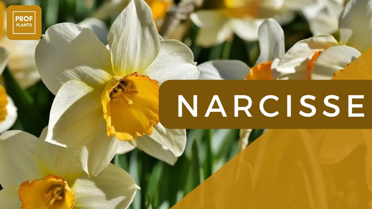 NARCISSE, LA FLEUR À BULBE DE PRINTEMPS INDISPENSABLE À TOUS LES ...