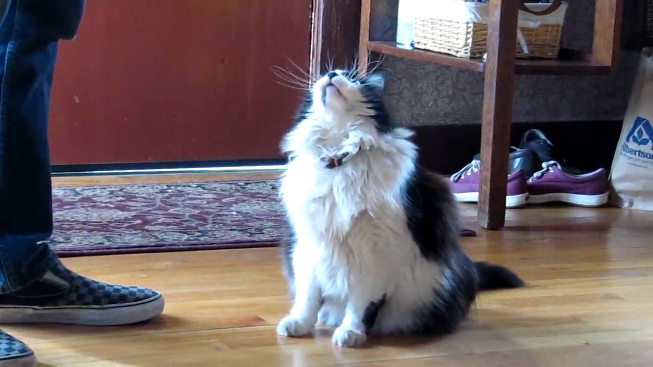 Fat Cat Confused by Yoyo - YouTube