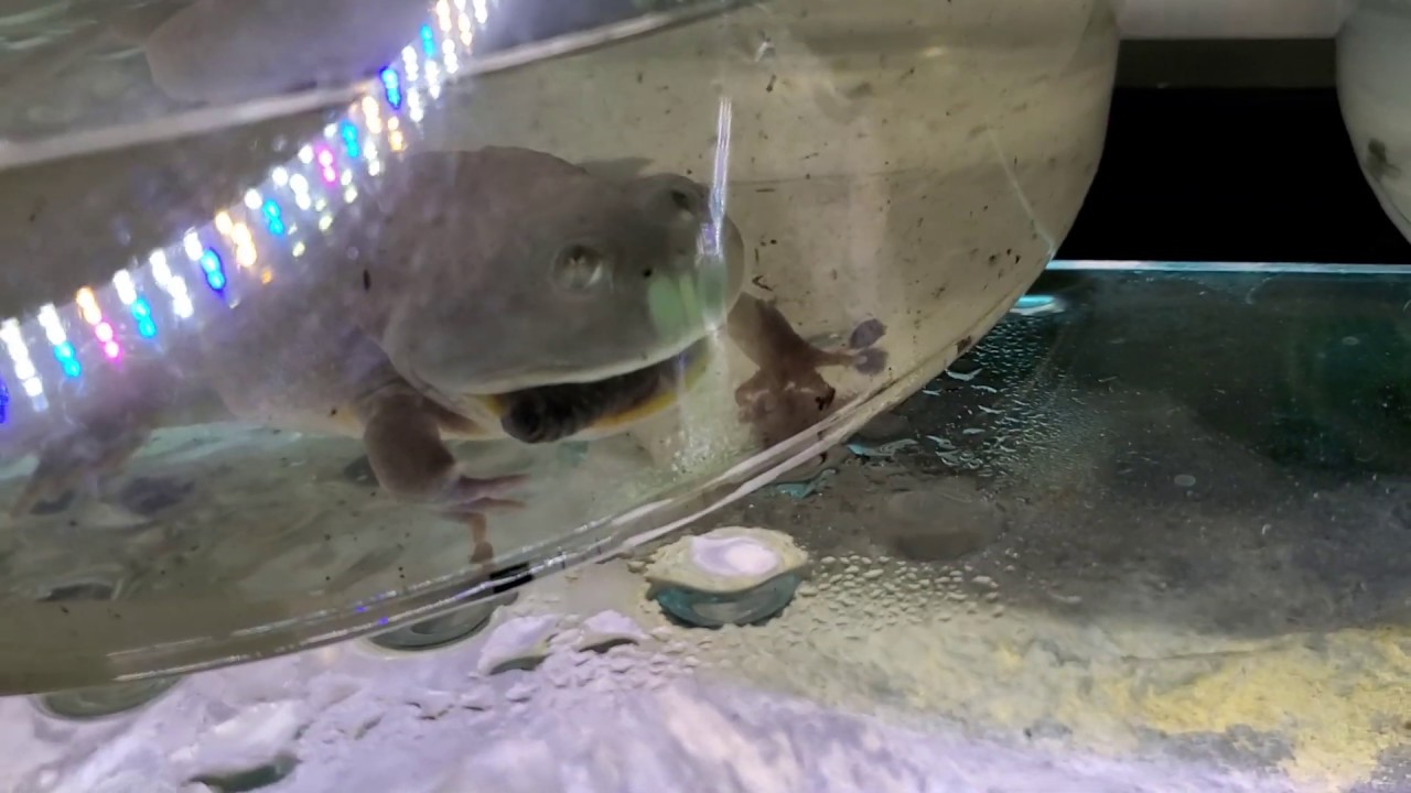 Baby Budgett’s frog feeding! - YouTube