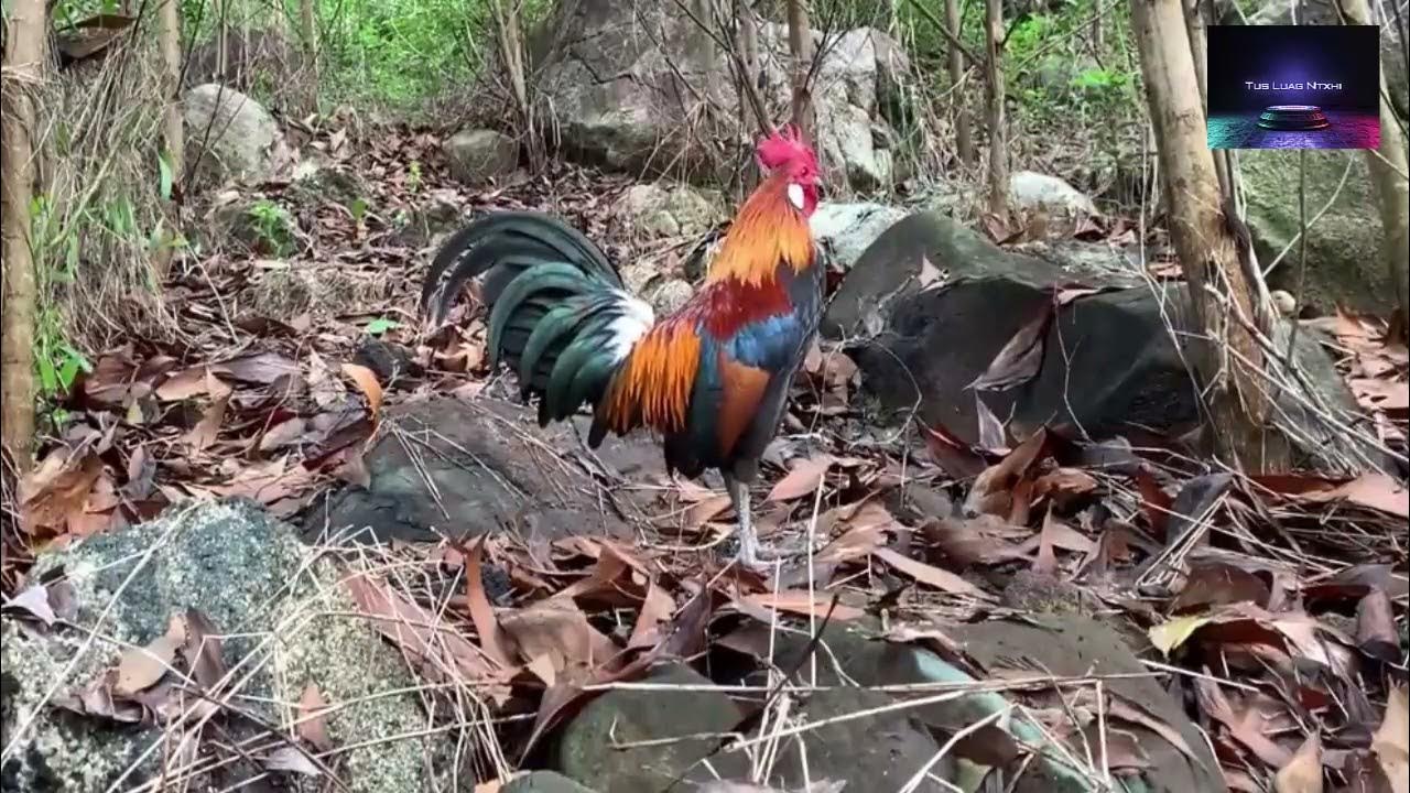 Yos Hav Zoov Dib Qaib Qus 2024 - Tuaj Zoo Heev • Daim 01 - YouTube