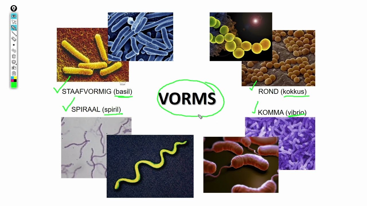 Lewenswetenskappe GR11 Klassifikasie en Biodiversiteit van Mikro ...