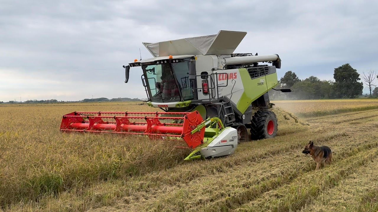 *NEW* CLAAS TRION 750 TREBBIATURA RISO - YouTube